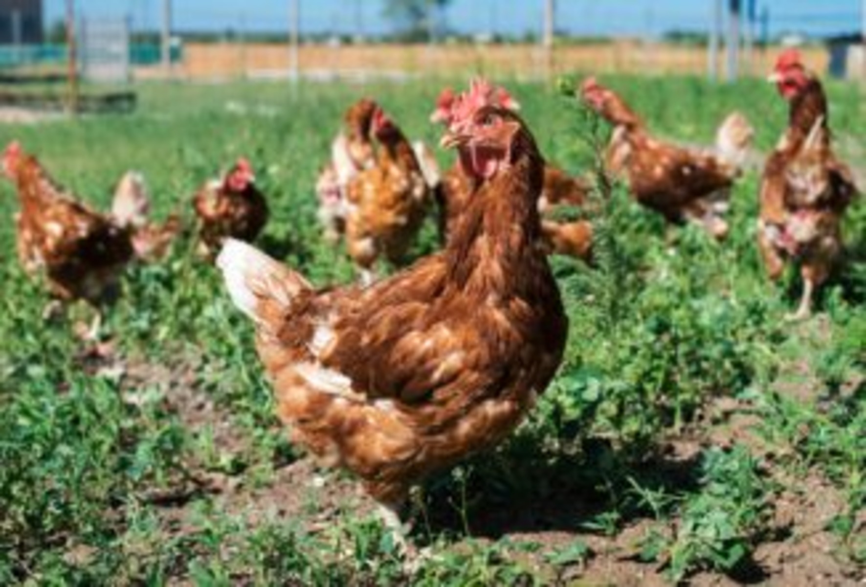 How to Compost Chicken Manure - Backyard Poultry